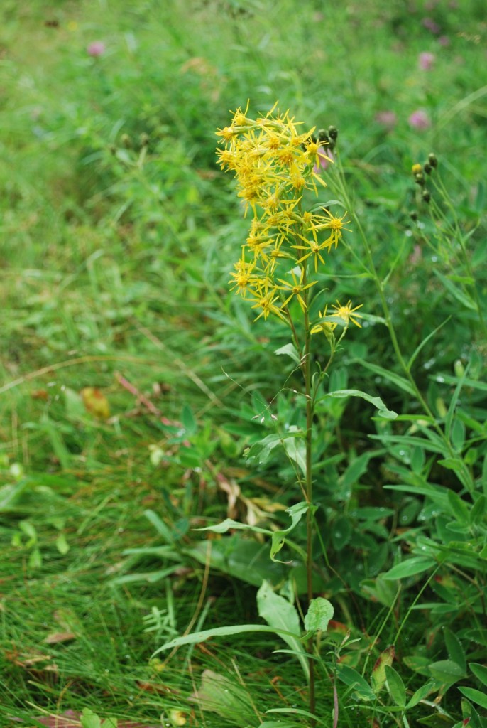 Gullris (Solidago virgaurea)_01
