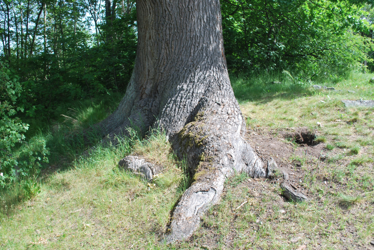 Var eken en liten planta när Linne besökte ön_01
